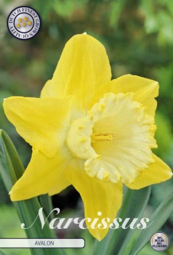 Narcissus - Avalon | Flowers by Flourish