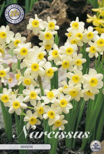 Narcissus - Minnow | Flowers by Flourish