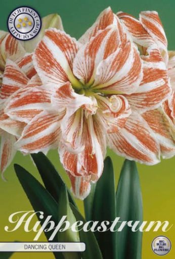 Hippeastrum - Dancing Queen | Flowers by Flourish