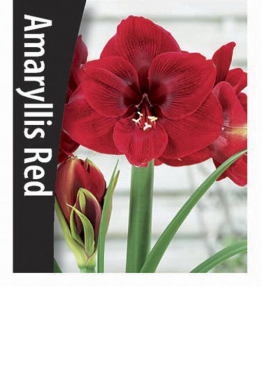 Hippeastrum - Red | Flowers by Flourish