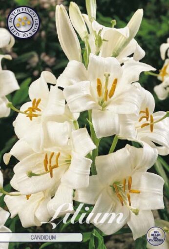Lilium - Candidum | Flowers by Flourish
