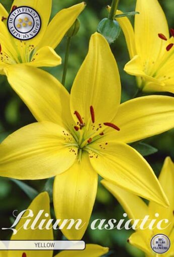 Lilium - Yellow | Flowers by Flourish