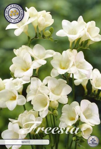 Freesia Bulbs - White | Flowers by Flourish - Freesia Corms