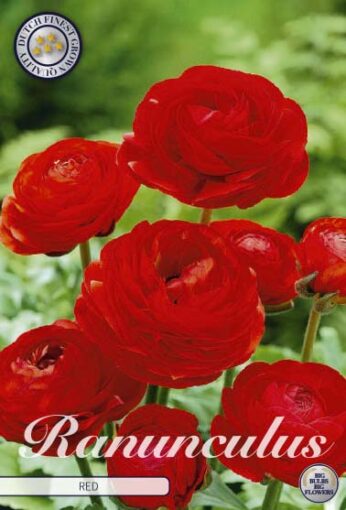 Ranunculus Bulbs - Red | Flowers by Flourish