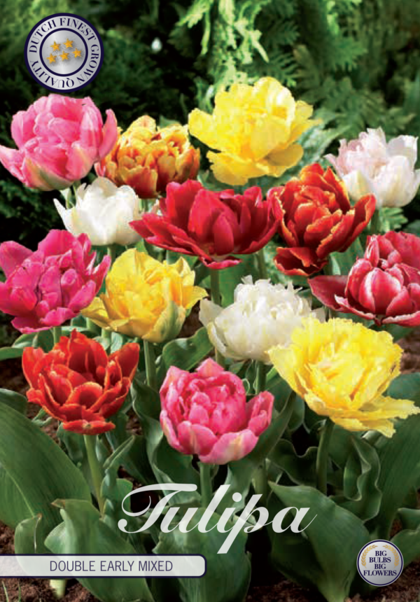 Mixed Tulip Bulbs - Double Early Mix