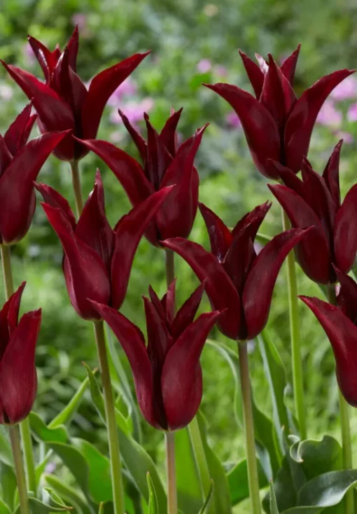 Burgundy Tulip Bulbs - Sarah Raven