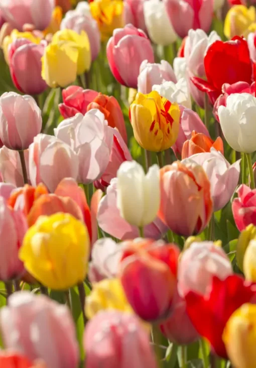Mixed Tulip Bulbs - Darwin Hybrid